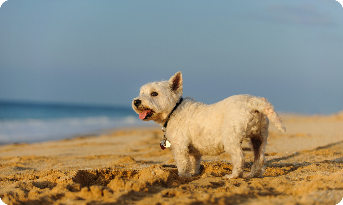Skin Relief Dog Diet For Itchy & Sensitive Skin | Rayne Nutrition